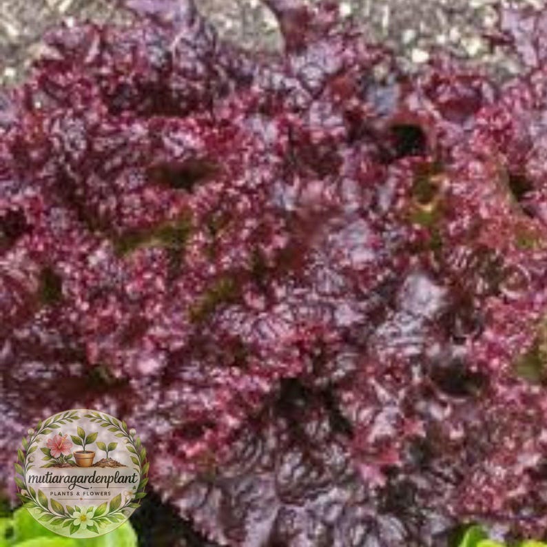 Ruby Red Leaf Lettuce Seeds, Heirloom Organic, Heat Tolerant Garden ...