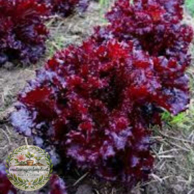 Ruby Red Leaf Lettuce Seeds, Heirloom Organic, Heat Tolerant Garden ...
