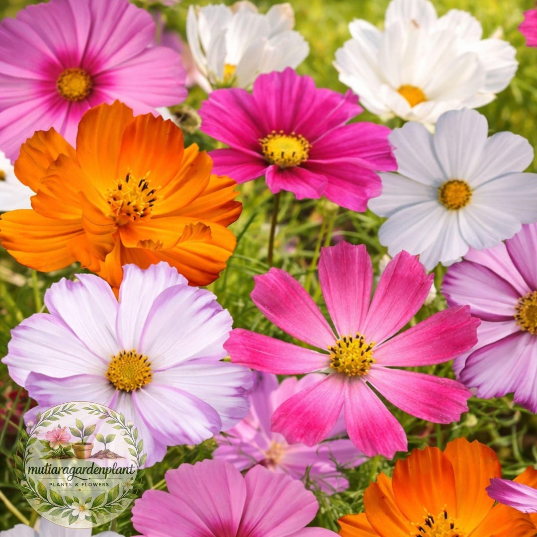 Cosmos Flower Seeds Mix, 10 Varieties, Colorful Garden Blooms, Easy ...
