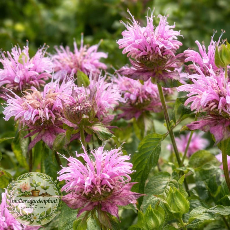 Wild Bergamot Seeds, Bee Balm Perennial Flower, Pollinator Garden Plant ...