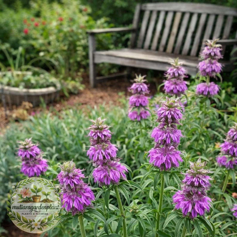 Lemon Mint Bee Balm Seeds, Fragrant Purple Horsemint, Non-gmo ...