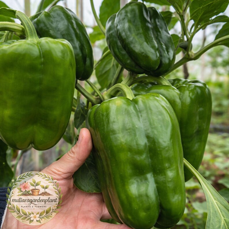 Big Bertha Pepper Seeds, Heirloom Sweet Bell, Large Stuffing, High ...