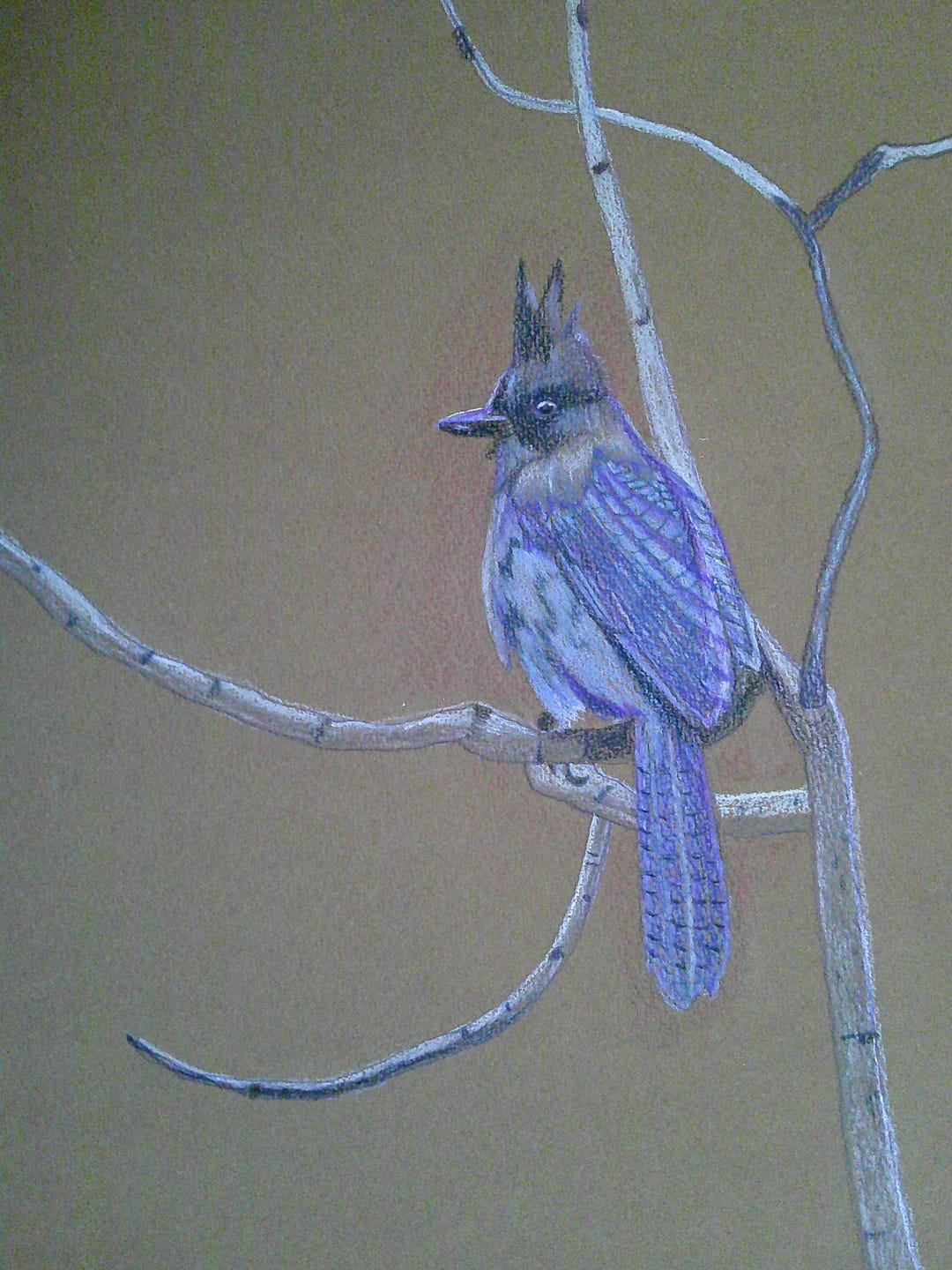 Stellar Jay Study Original Colored Pencil Drawing on Pastel Paper - Etsy