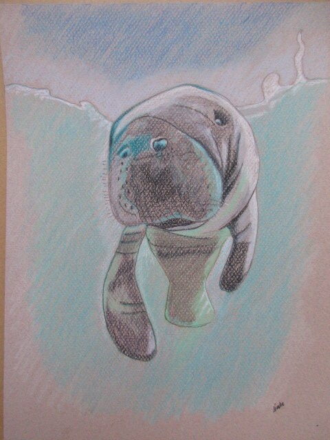 Manatee Original Colored Pencil Drawing - Etsy