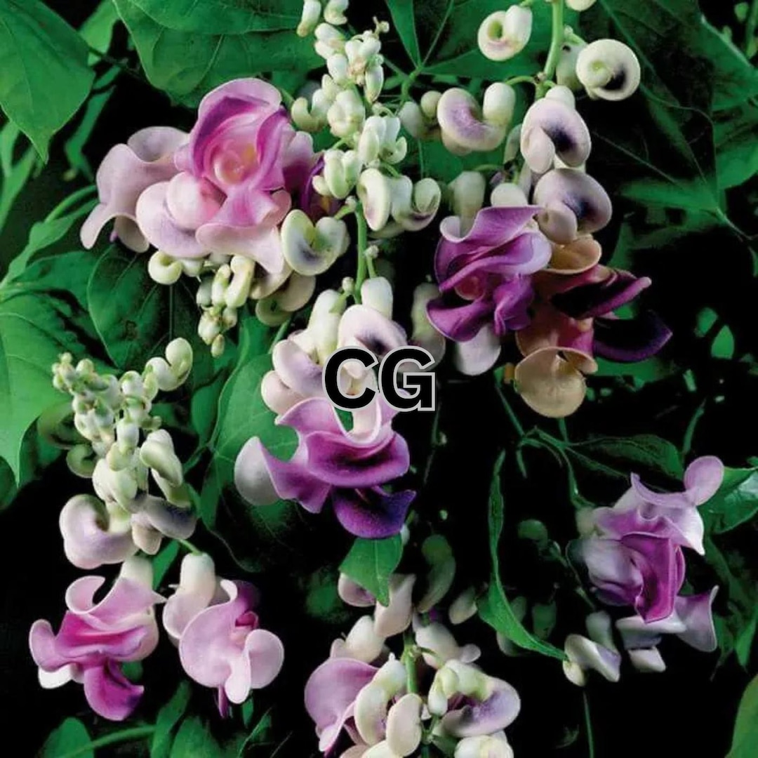 20 Rare Snail Corkscrew Vine or Vigna Caracalla Seeds | Fragrant ...