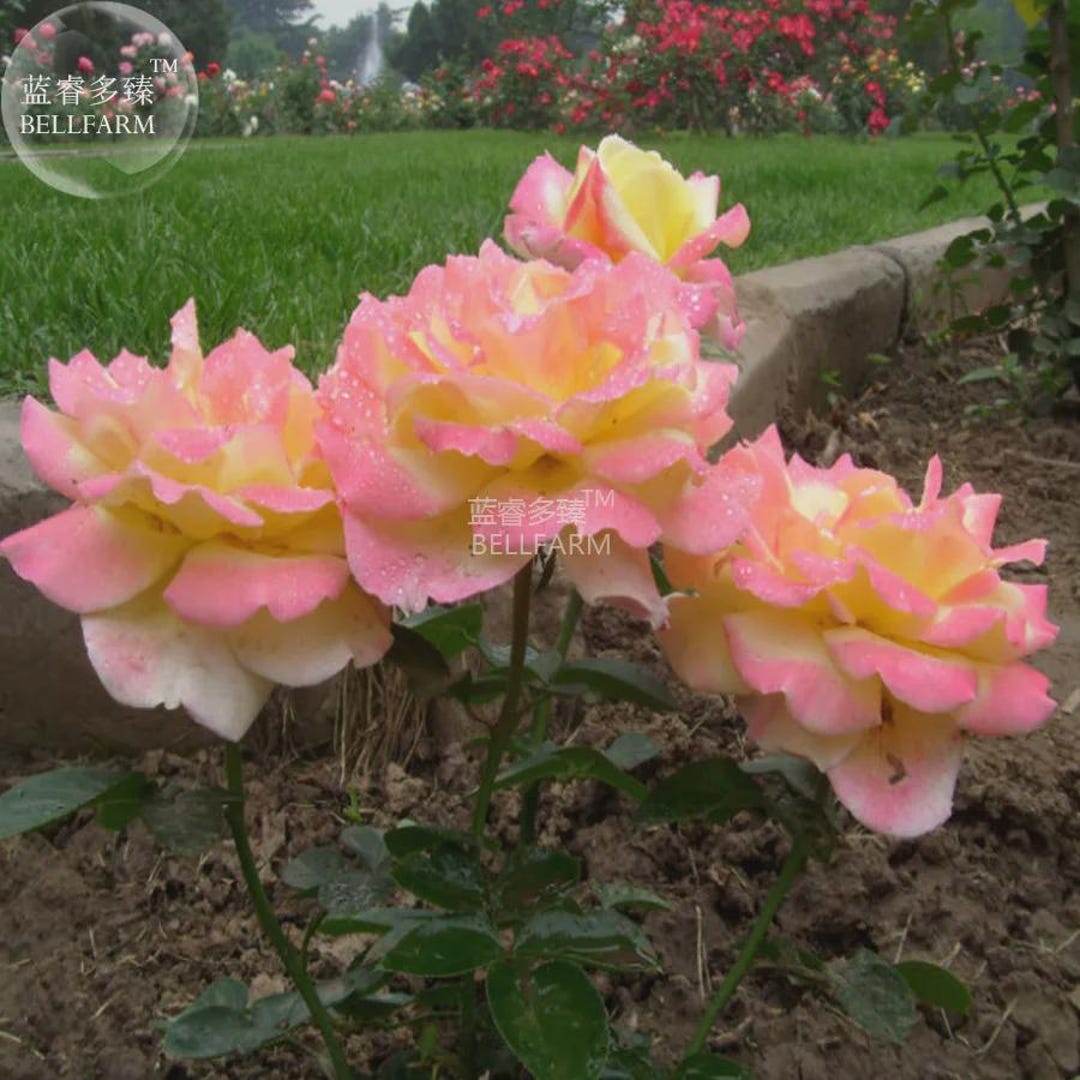 Light Pink Golden Rose Seeds, Bi-color Sunrise Petals, 50 Seeds - Etsy