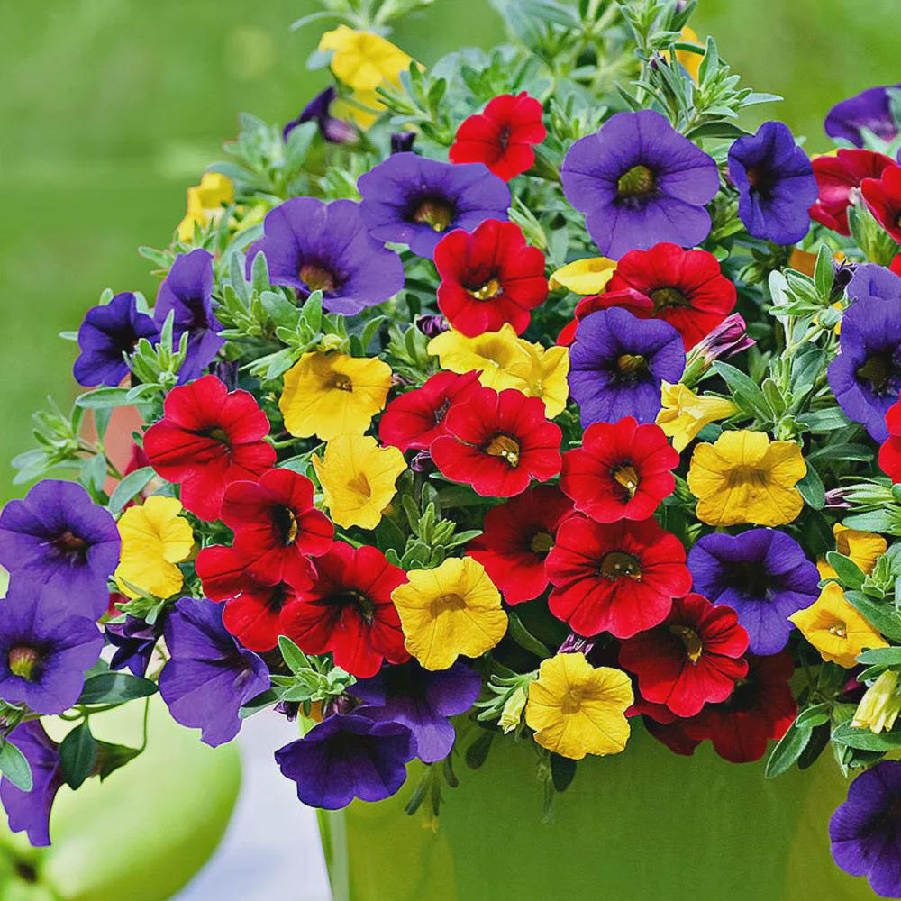 200 Hanging Petunia Mixed Seeds | Trailing Flowering Vine | Vibrant ...