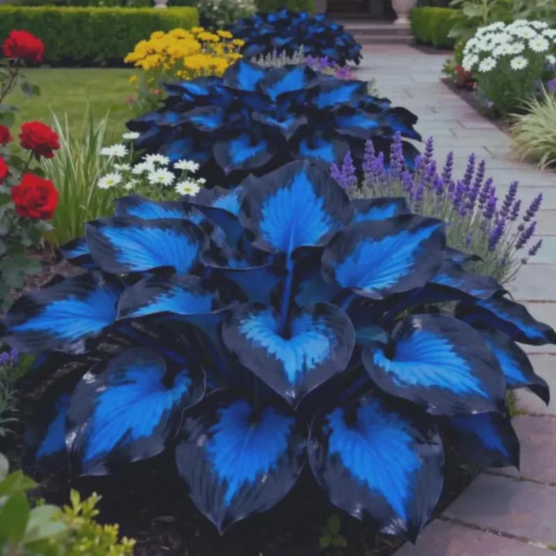 Blue and Black Hostas - Etsy