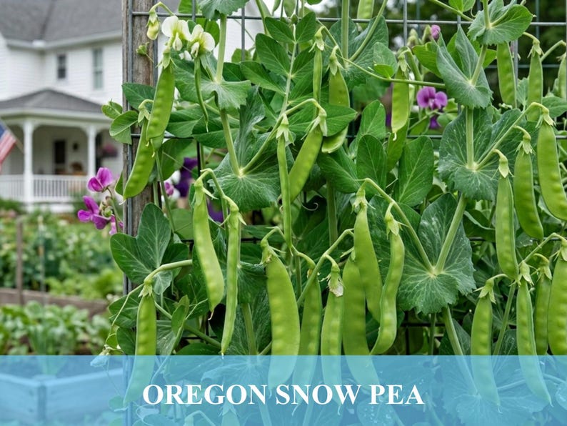 Oregon Snow Pea | Heirloom Edible Pod Vegetable | 30 Seeds - Etsy
