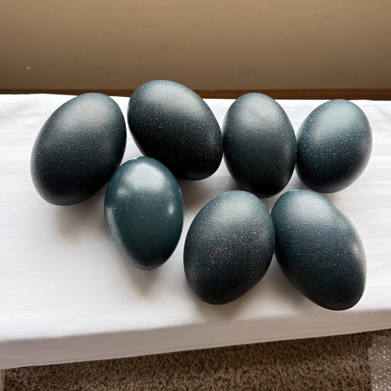 Emu Egg - Etsy