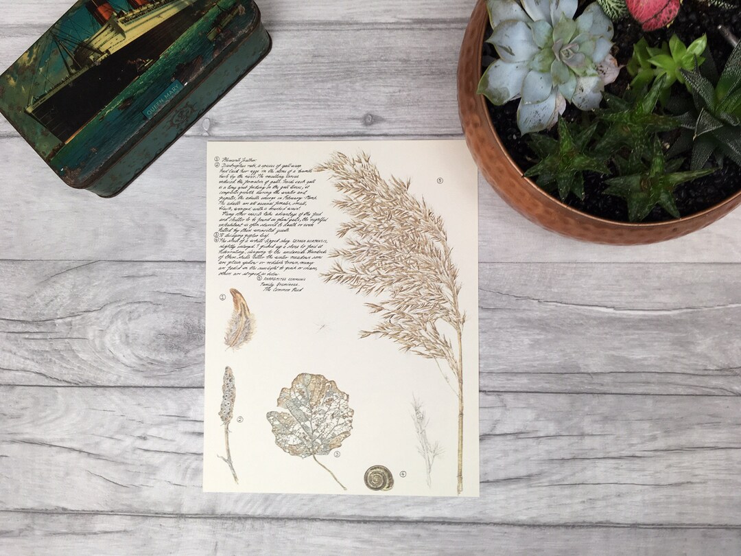Vintage Botanical Print: 1970s Autumn Grasses & Leaves Art - Etsy