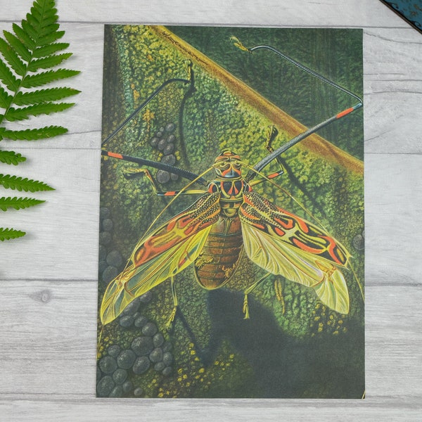 Vintage Entomology Print - Etsy