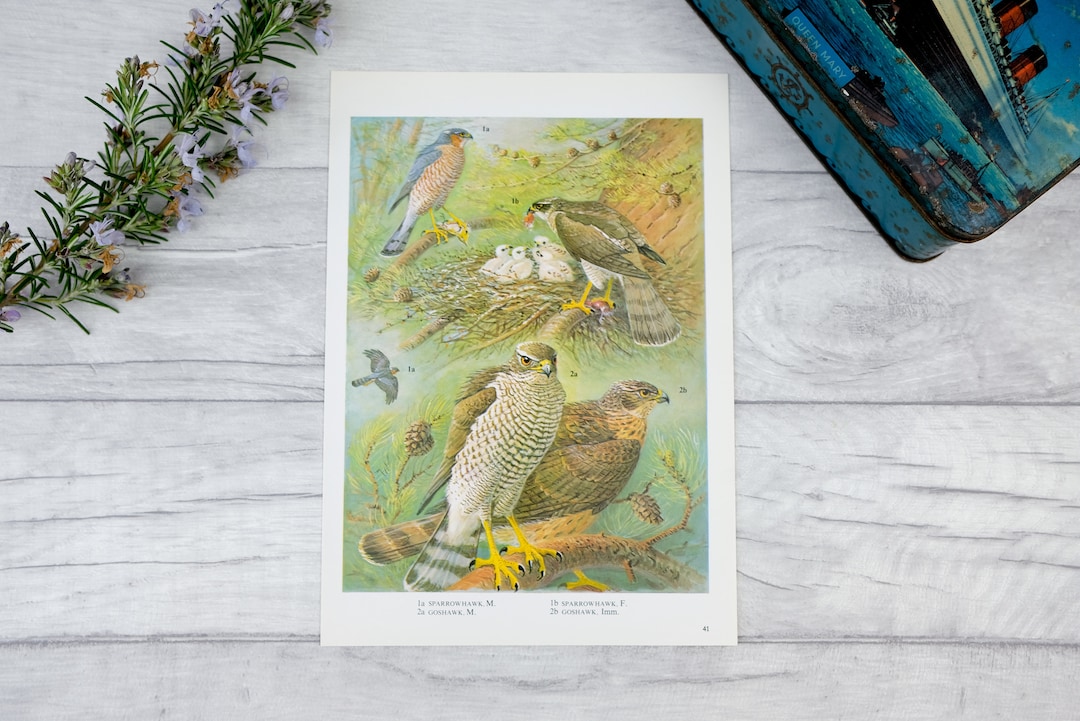 Sparrowhawk & Goshawk Vintage Print: 1960s British Bird Art - Etsy