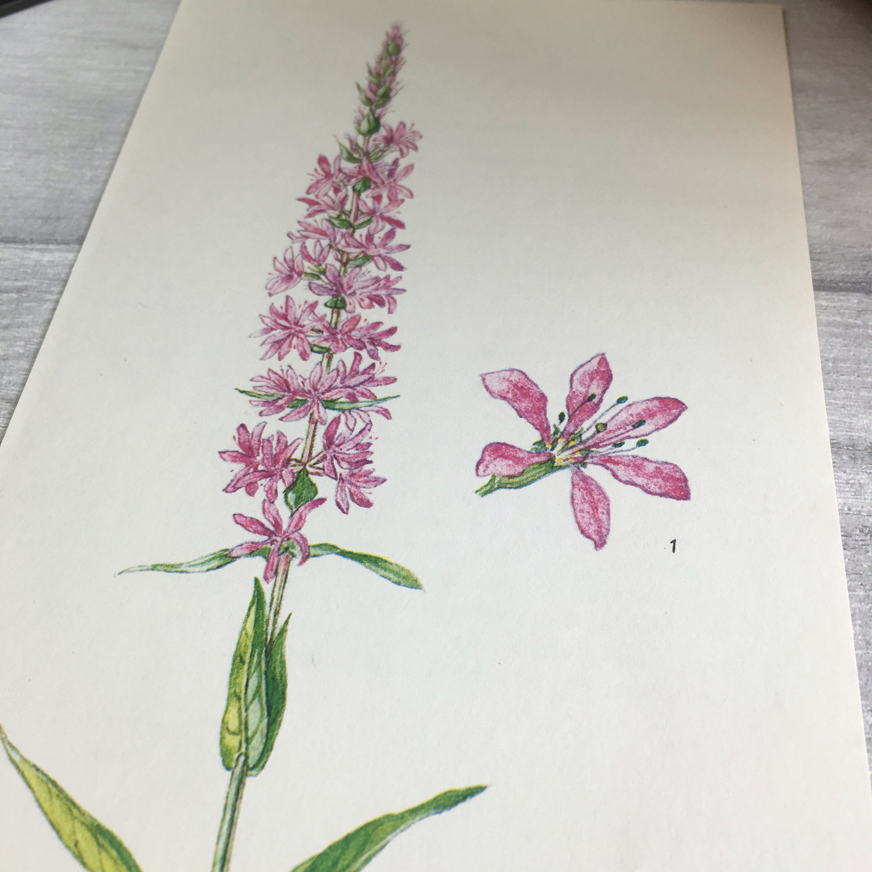 Purple Loosestrife Drawing