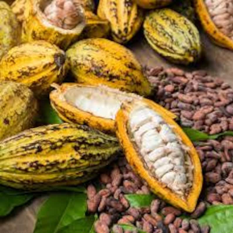 Theobroma Cacao Seeds – Chocolate Tree Plant for Tropical Gardens ...
