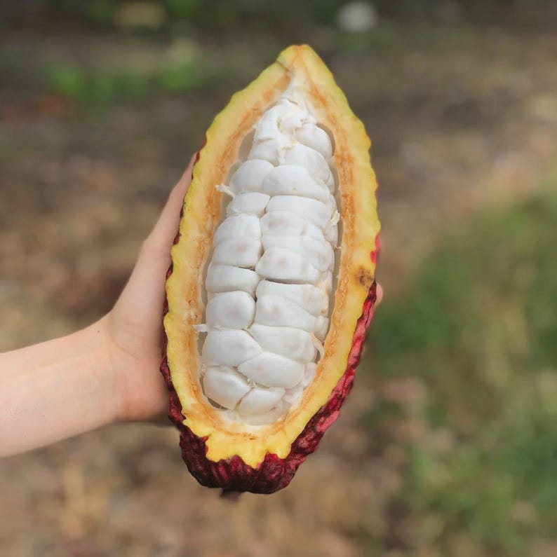 Theobroma Cacao Seeds – Chocolate Tree Plant for Tropical Gardens ...
