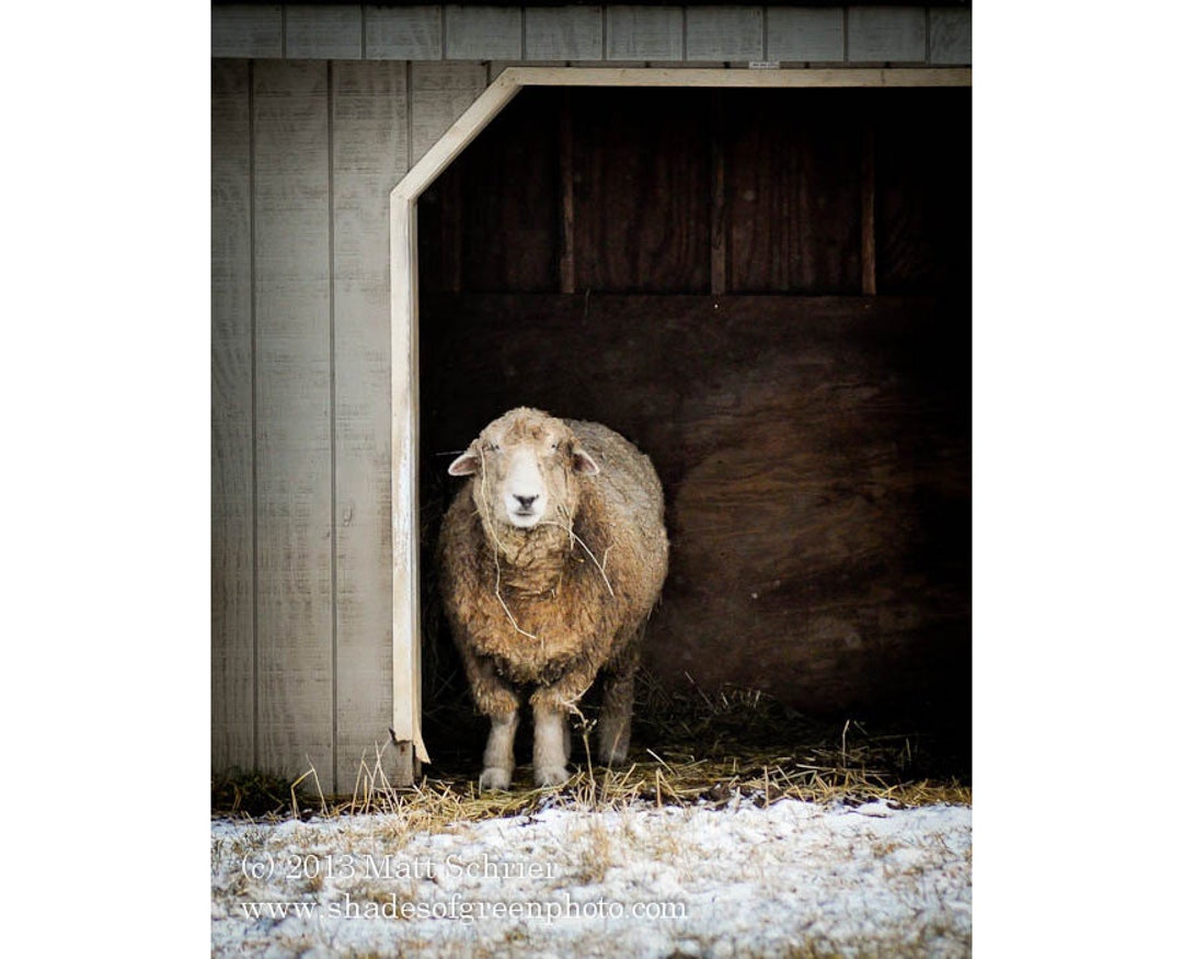 Sheep Art Photograph Print hunkered Down Fine Art Farm Snow Winter Farm ...