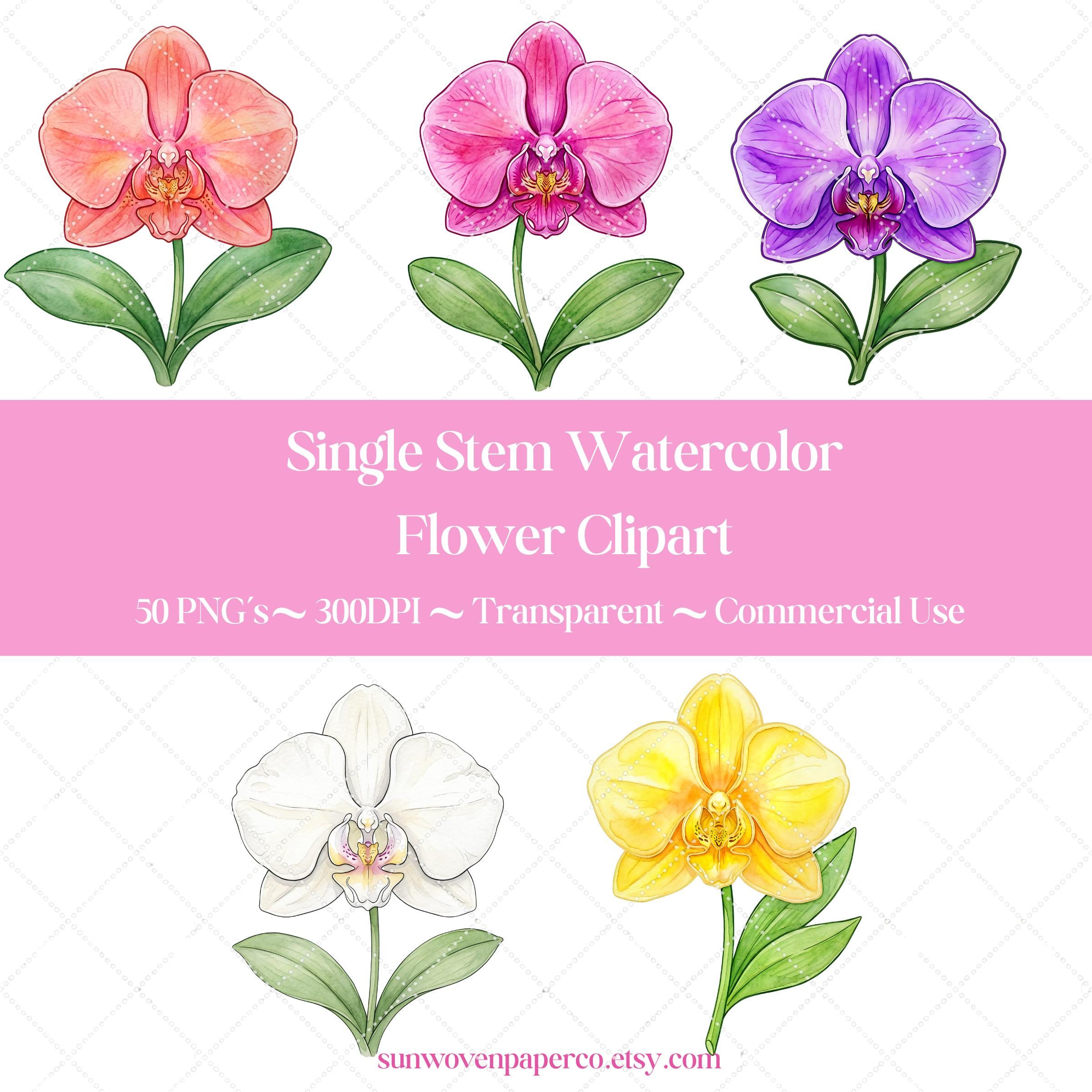 Watercolor Floral Clipart Bundle, 50 Single Stem Flowers PNG ...