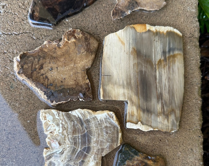 Lapidary Slab Lot. Rock Slabs. Mixed Fossils Wood Lot #A4. Rock Hound ...