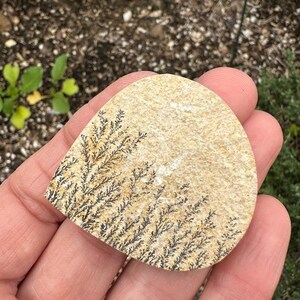 HUGE! Dendritic Limestone Cabochon. Teardrop Stones. Pear Shaped ...