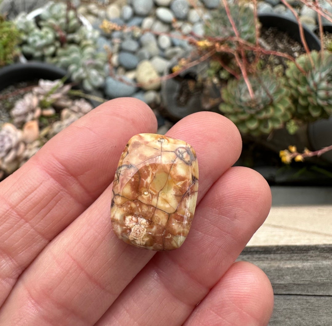 Birds Eye Rhyolite Cabochon. Earth Toned Stones. Orbicular. Eye Pattern ...