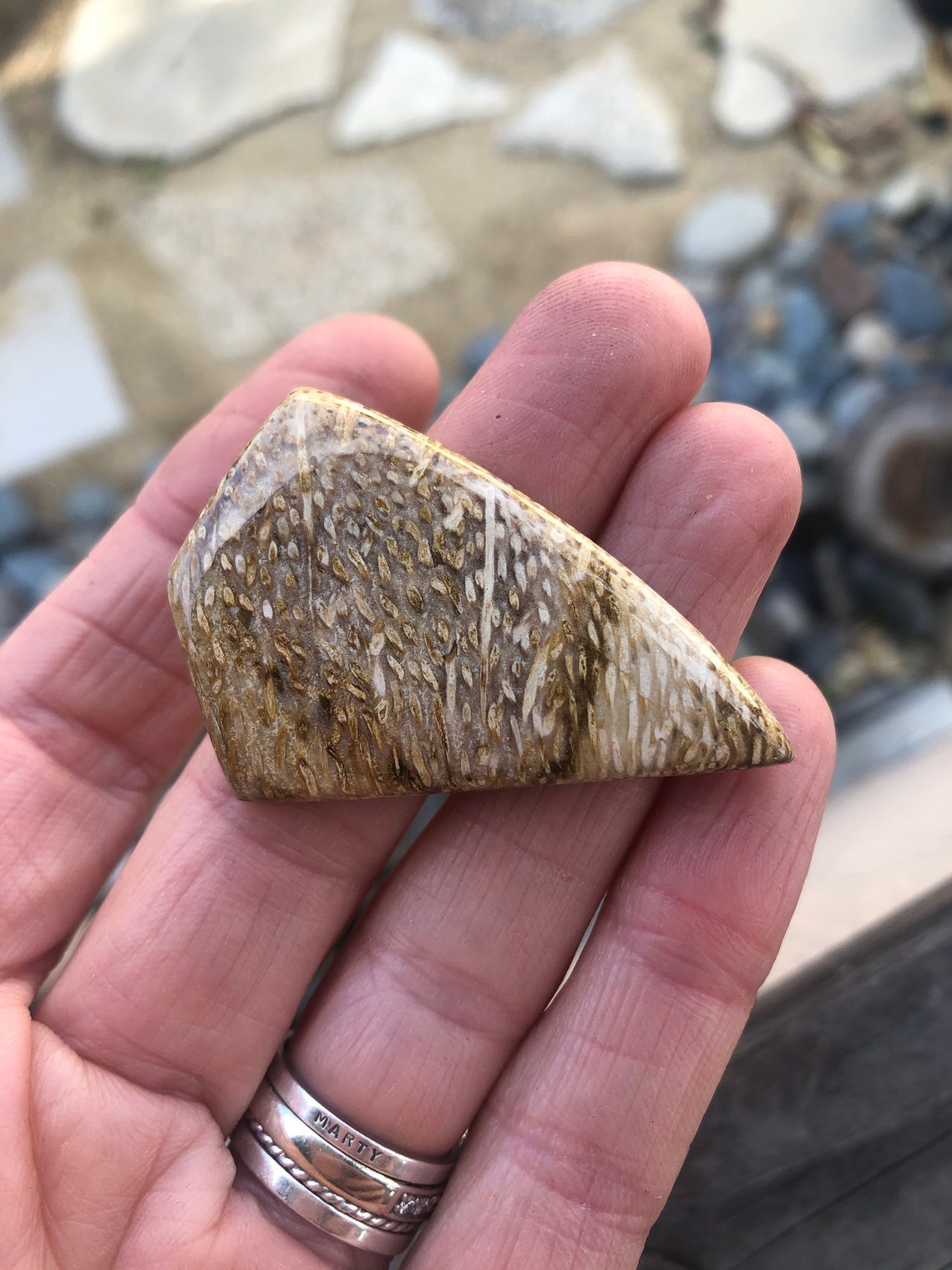 Large Petrified Palm Wood Cabochon: Spotted Fossil Stone (50mm X 32mm ...