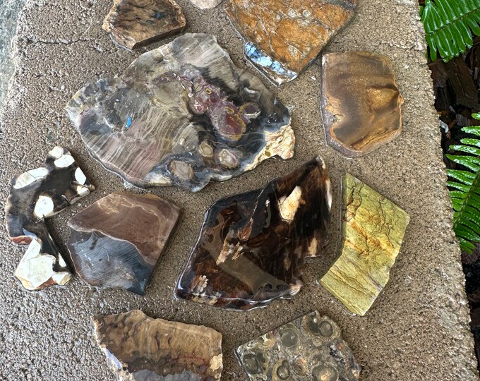 Lapidary Slab Lot. Rock Slabs. Mixed Fossils Lot #13. Rock Hound ...