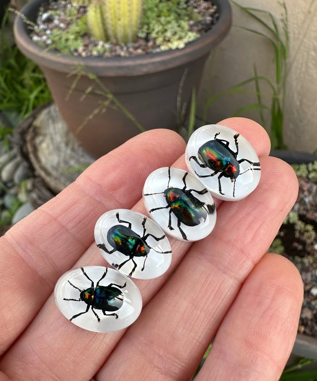 18mm X 12mm RESIN Colorful Beetle Oval Cabochon REAL Beetle in Resin ...