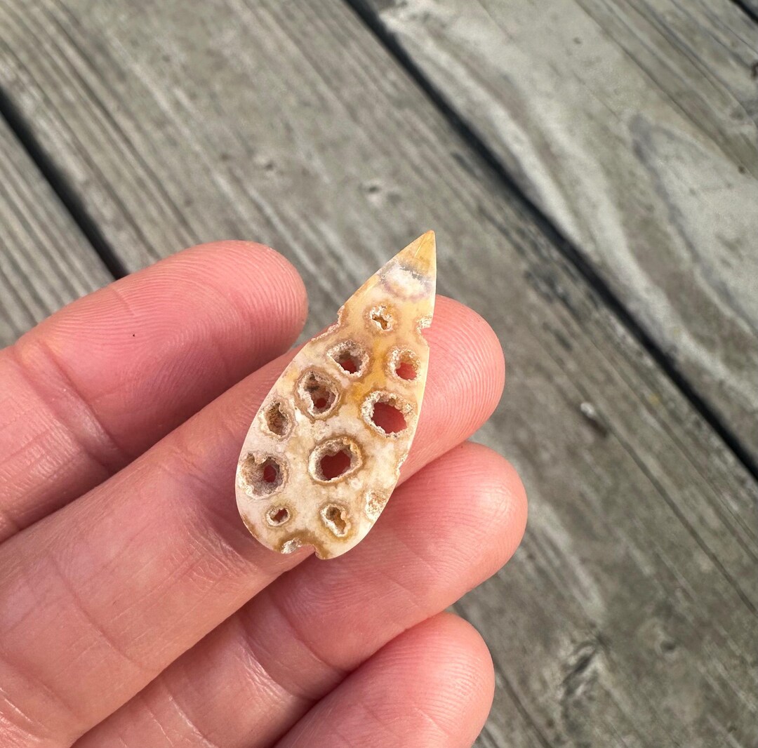 Teardrop Indonesian Coral. Natural Coral. Fossilized Coral Cabochon ...