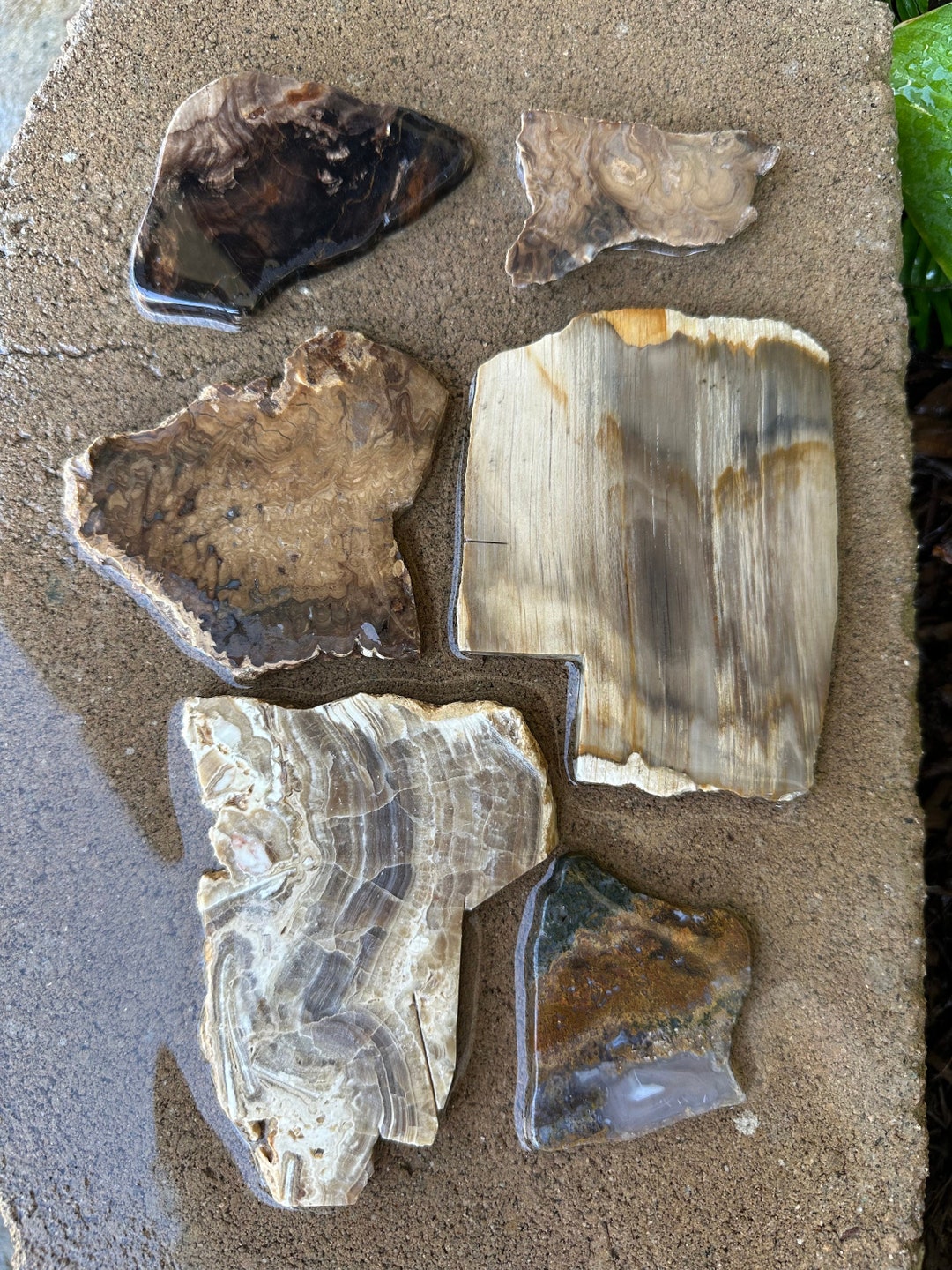 Lapidary Slab Lot. Rock Slabs. Mixed Fossils Wood Lot #A4. Rock Hound ...