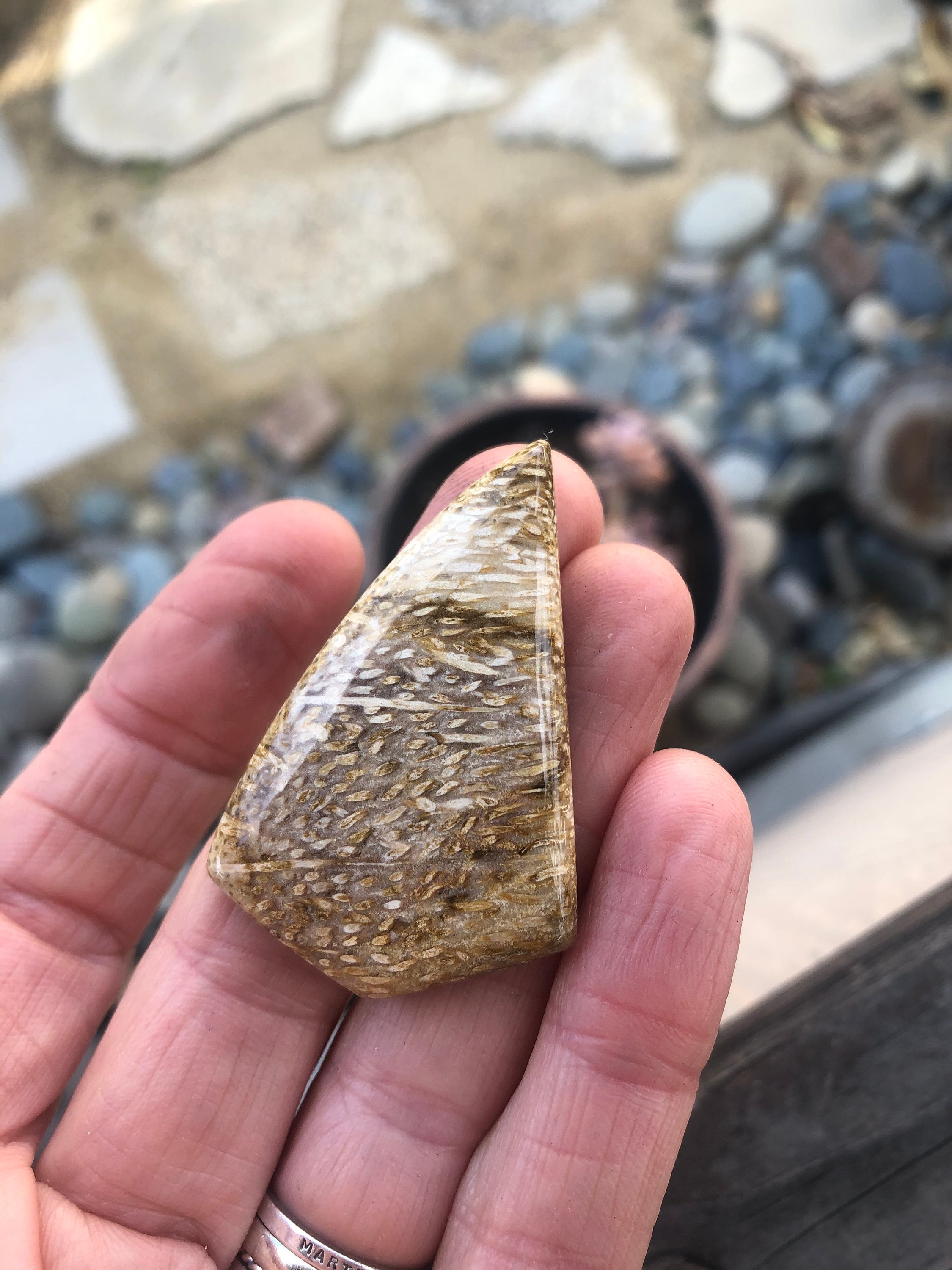 Large Petrified Palm Wood Cabochon: Spotted Fossil Stone (50mm X 32mm ...