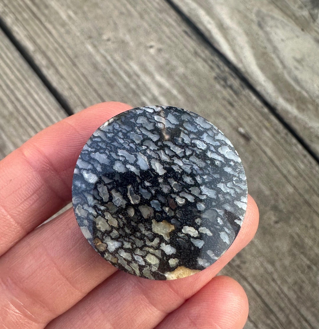 Palm Root Cabochon. Large Round Shaped. Petrified Palm Root Cabochon ...