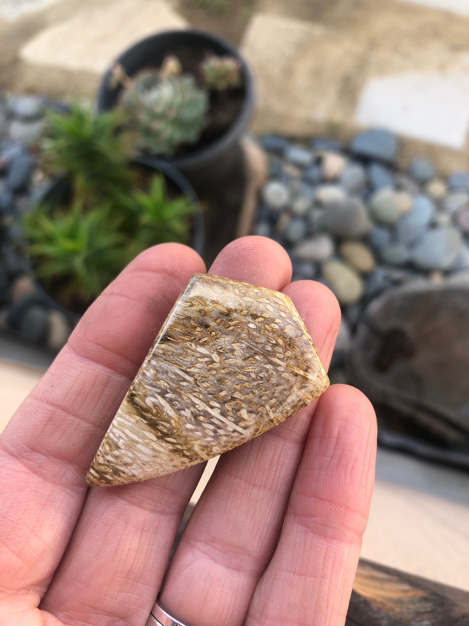 Large Petrified Palm Wood Cabochon: Spotted Fossil Stone (50mm X 32mm ...