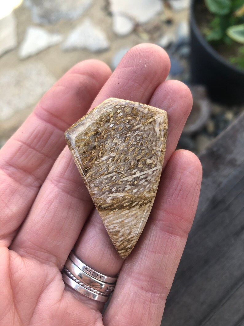 Large Petrified Palm Wood Cabochon: Spotted Fossil Stone (50mm X 32mm ...