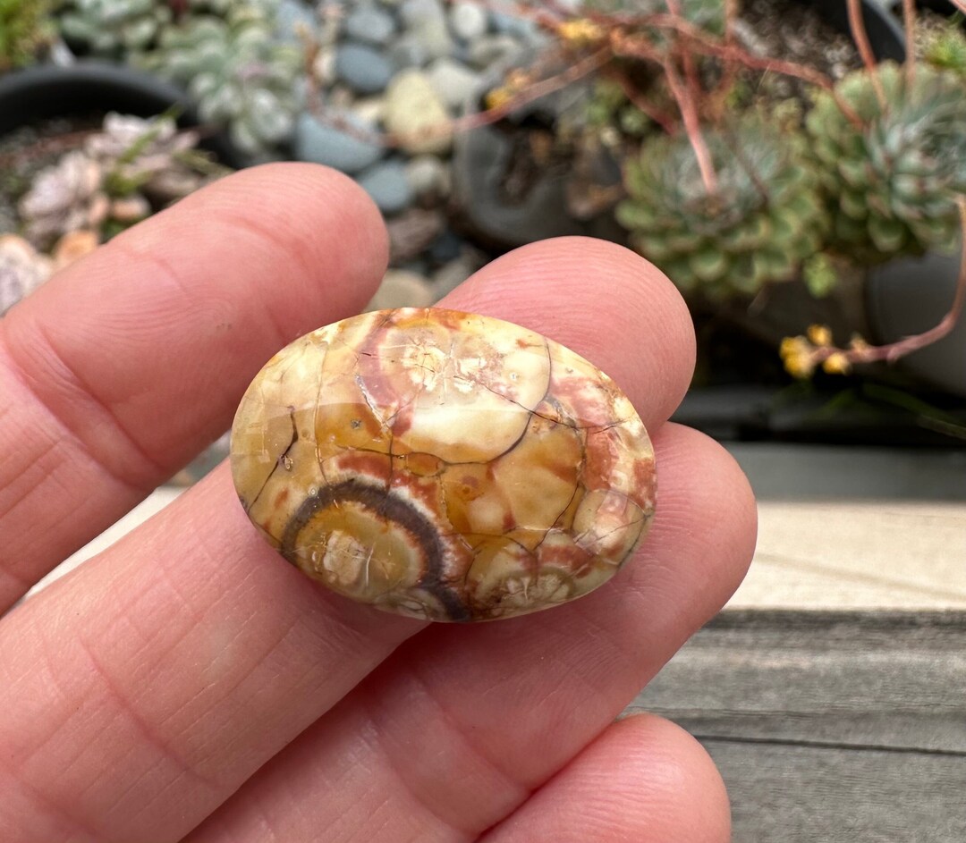 Birds Eye Rhyolite Cabochon. Earth Toned Stones. Orbicular. Eye Pattern ...