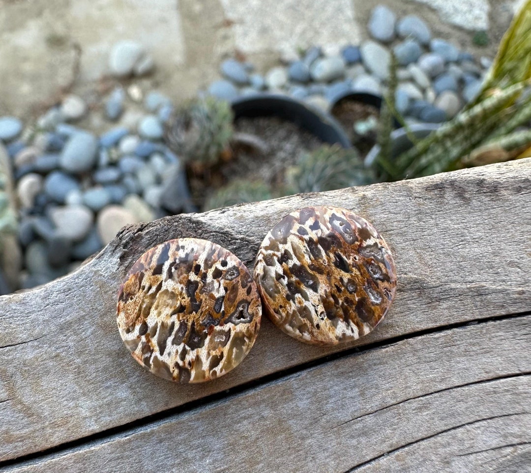 Fossilized Wood Cabochons: Earth Toned Stone Set, 16mm Round - Etsy