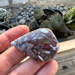 Huge AAA Fossilized Palm Root Cabochon. Fossilized Wood. Indonesian ...
