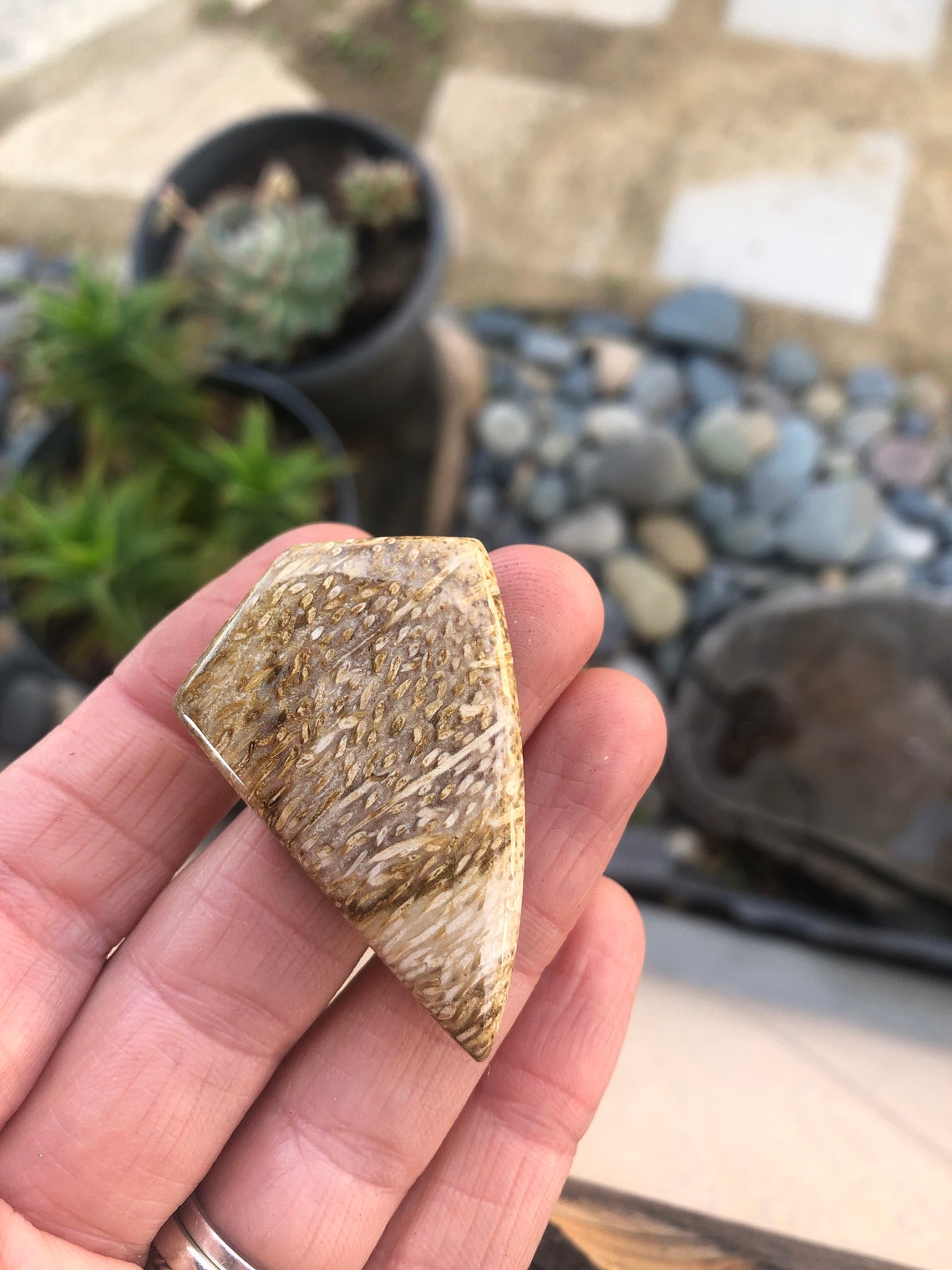Large Petrified Palm Wood Cabochon: Spotted Fossil Stone (50mm X 32mm ...