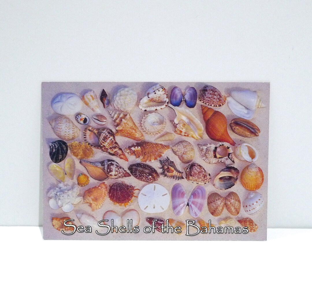 Sea Shells of the Bahamas Postcard 1980s Vintage Seashells Souvenir ...