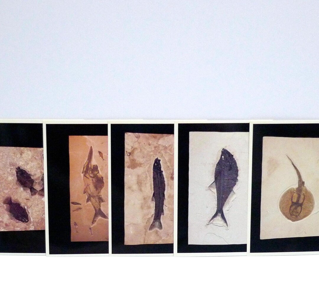 Fossil Postcard Set of Five 1990s - Fishes, Stingray Vintage Post Cards ...