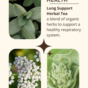 Herbal Lung and Respiratory Support Tea to Clear Mucus and Detox the ...