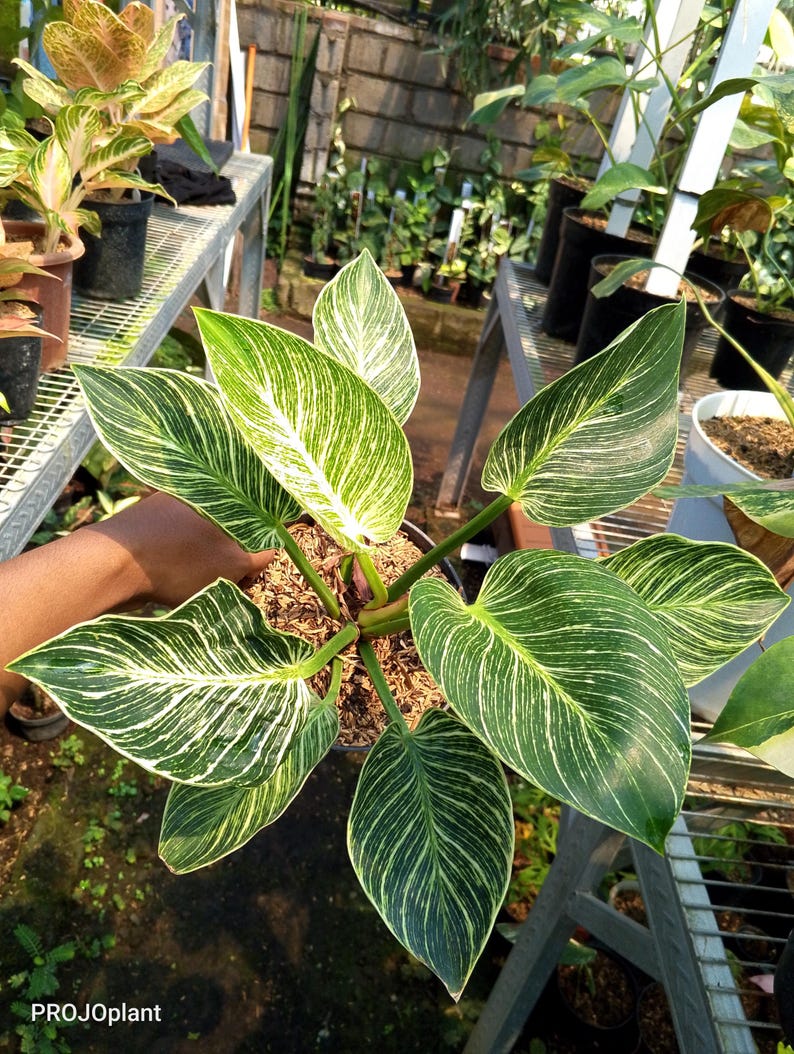 Philodendron Birkin Mutation Variegated Spider Actually - Etsy