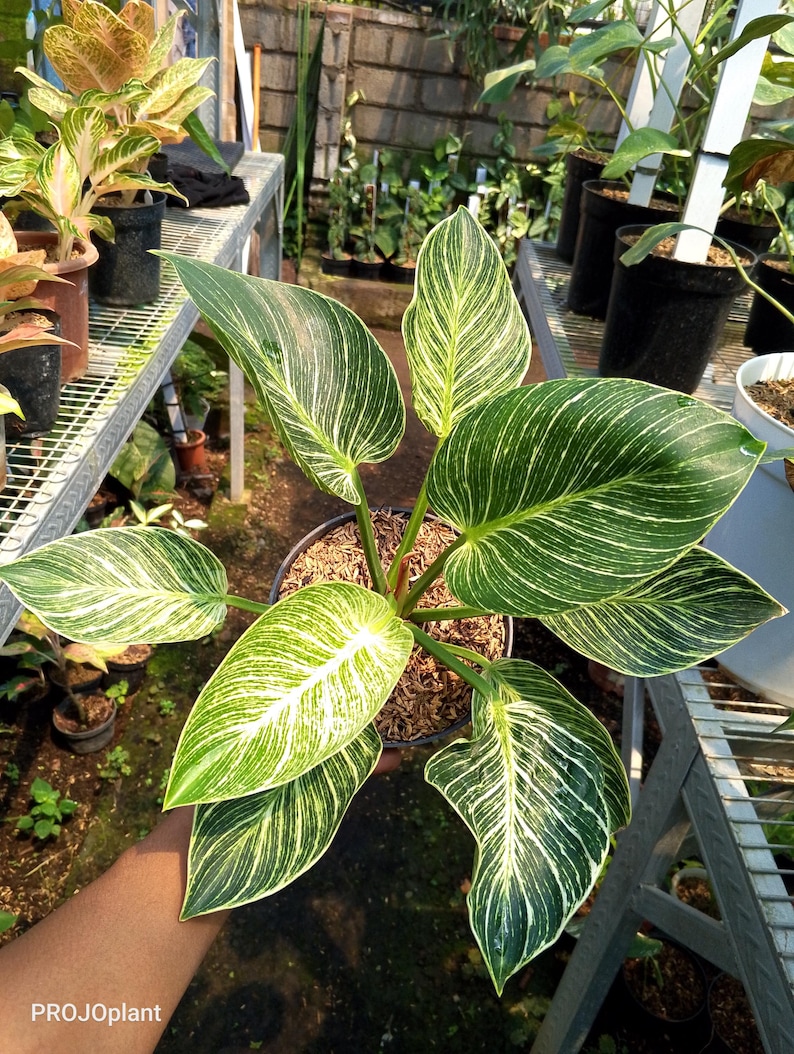 Philodendron Birkin Mutation Variegated Spider Actually - Etsy