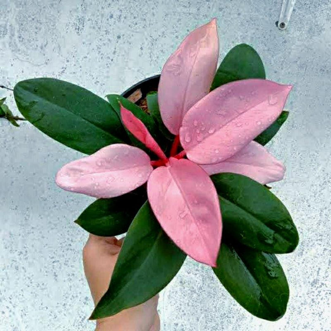 Philodendron Pink Congo Green Beauty Variegated Buy More, Get Cheaper ...