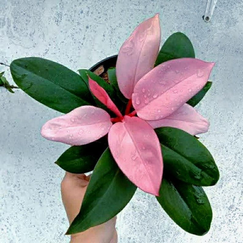 Philodendron Pink Congo Green Beauty Variegated Buy More, Get Cheaper ...