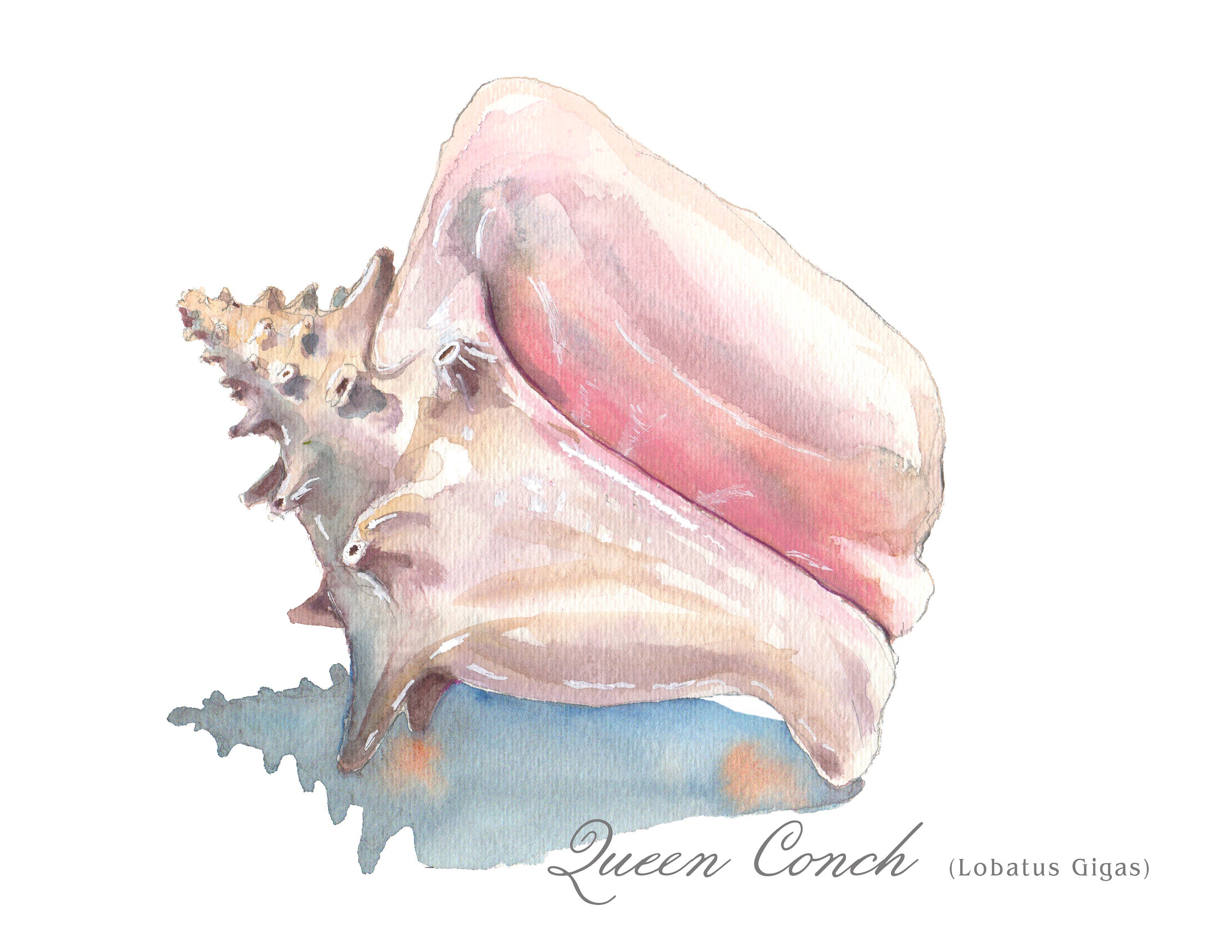 Botanical-style Watercolor of Queen Conch. Digital Download Only - Etsy