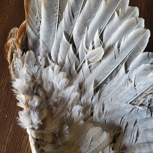 1 Ringneck Pheasant Rooster Wing Feathers for Fly Fishing Flies ...