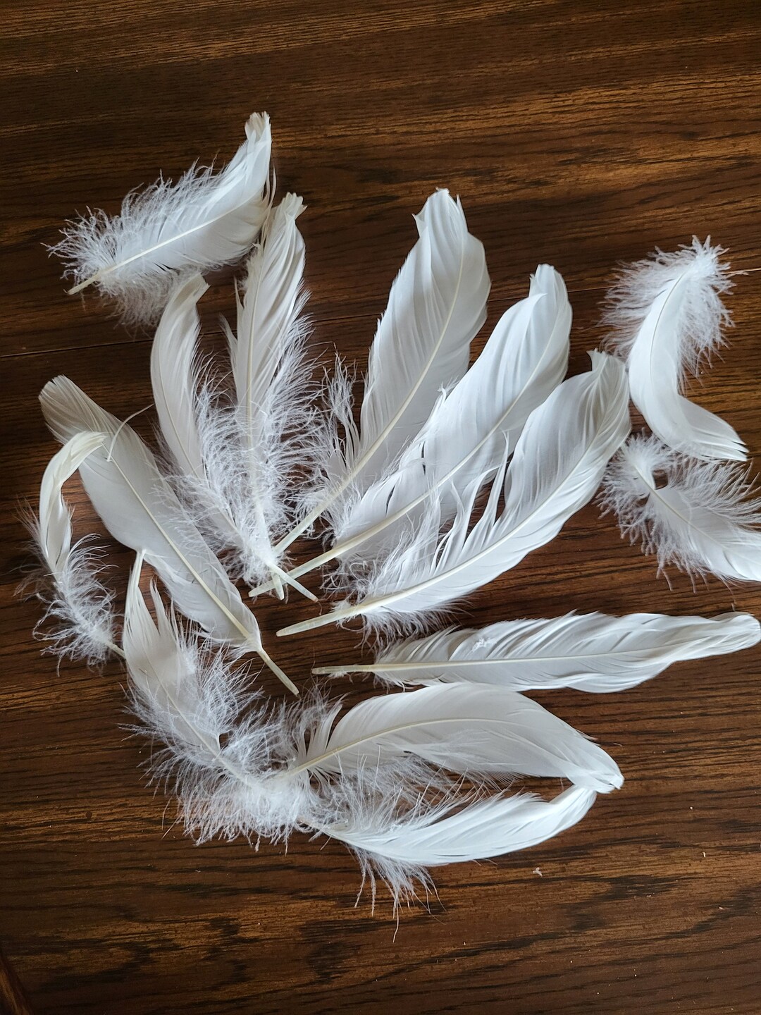 15 Snow Goose Wing Feathers --great for Making Fishing Lures (5 to 9 1/ ...