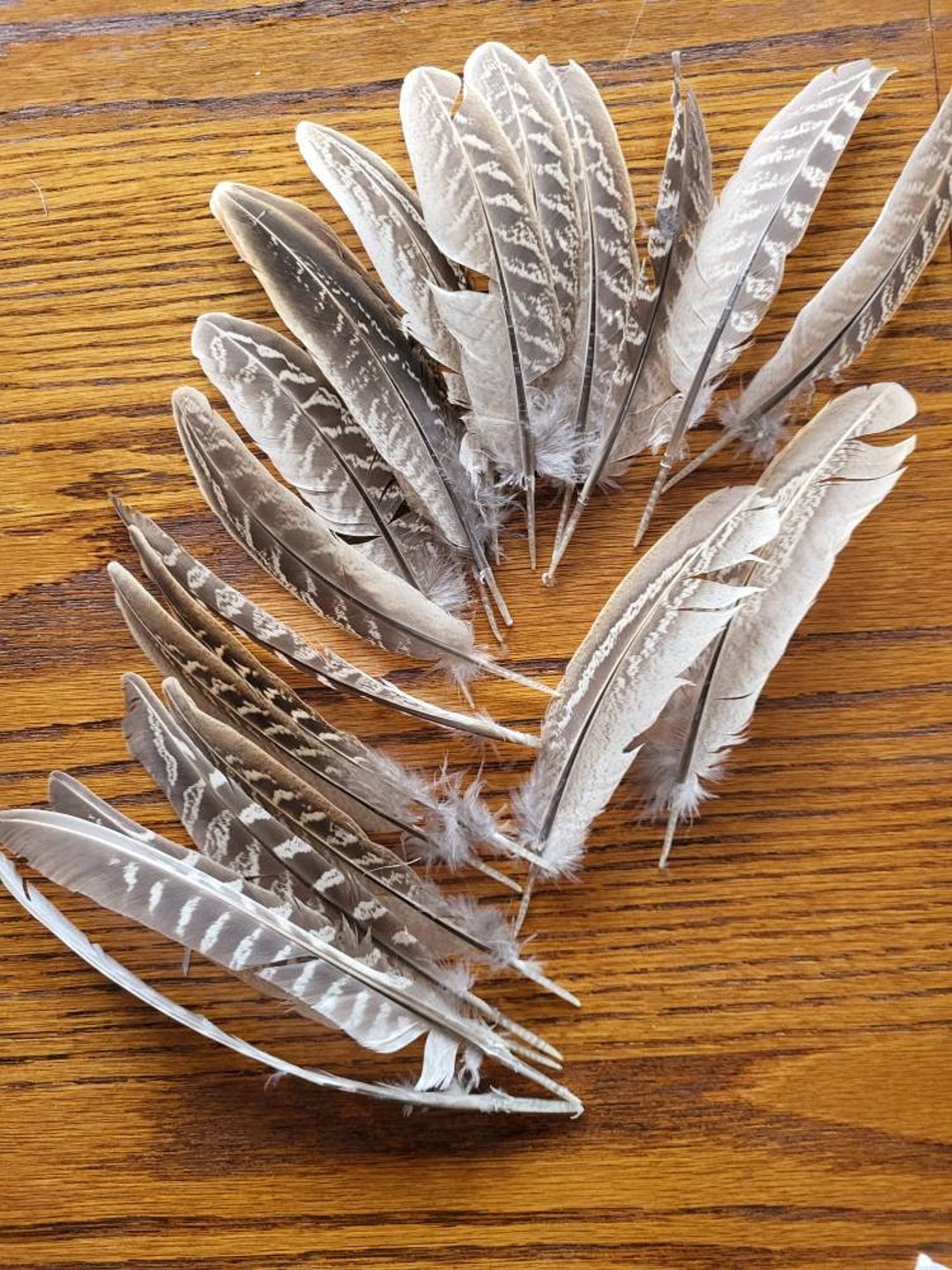 20 Short Pheasant Wing Feathers (6 Inches to 8 Inches) - Etsy