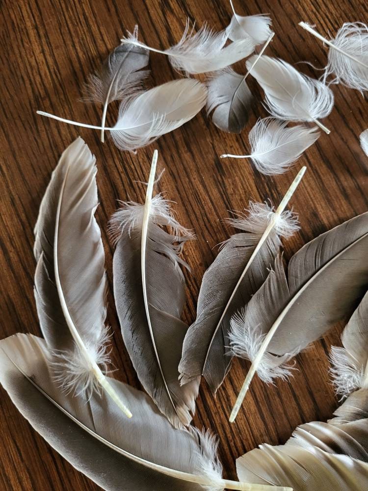 Over 25 Specklebelly Goose Tail Feathers- Great for Creating Flies! (1 ...